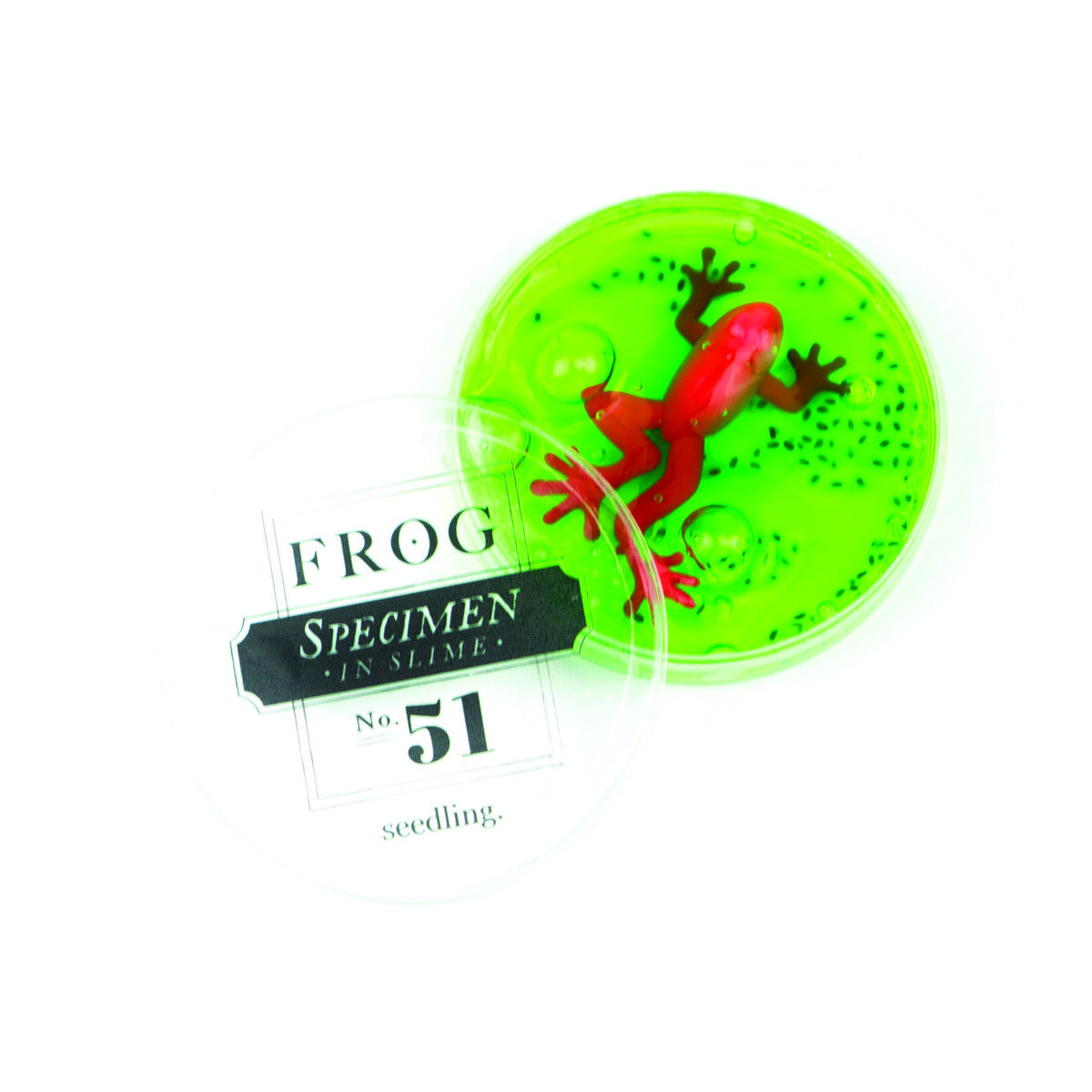 Frog Specimen – Clafoutis